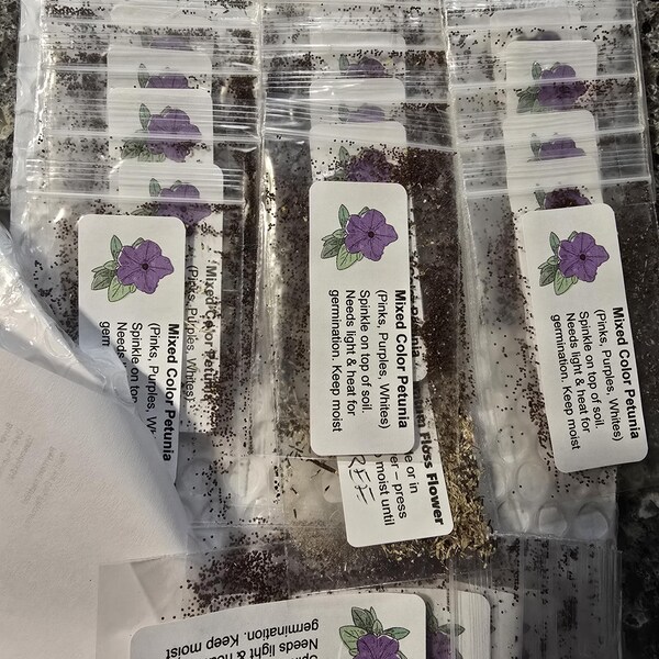 Tulip Poplar Tree Seeds 15 Seeds Black Swallowtail Butterfly Host ...