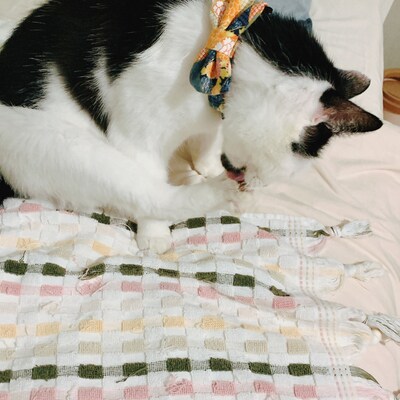 KAWA BELLIS BLUE Japanese Cat Collar Bowtie Set // Take A Bow Handmade ...