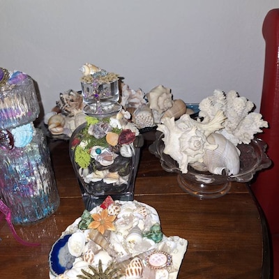 Nessastores Mexican Deep Sea Shell Beach Craft Scallop 2 1/2 3 20 PCS ...