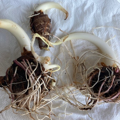 Flame Tree Seed Pods - Etsy