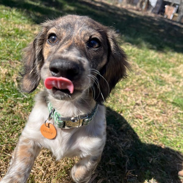 Dog Tag, Leather Tag, Silent ID Tag, Personalized Dog Tag, Small Dog ...