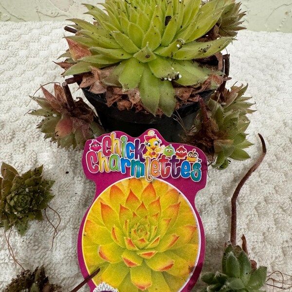 Ajuga Feathered Friends fierce Falcon Plant in 3 1/2 Pot Perennial ...