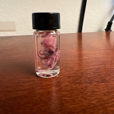 Real Cute PINK Cuttlefish in a Jar, Wet Specimen, Squid, Tentacles ...