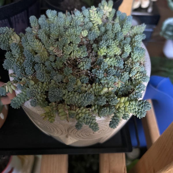 Sedum Dasyphyllum Major Blue Tears Sedum Live Succulent Plants 2" 4” 6 ...