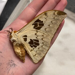 Assorted Beetles Bugs Insects Wholesale Mix Lot Collection - Etsy