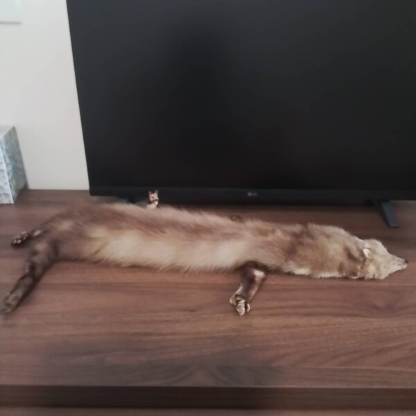 Vintage Blue Fox Pelt Stole With Chin Clip 1940s 1950s 1960s Real ...