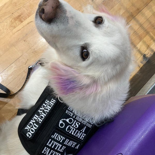 Vest (adjustable Size), "in Training Do Not Approach", Light Weight Sd ...