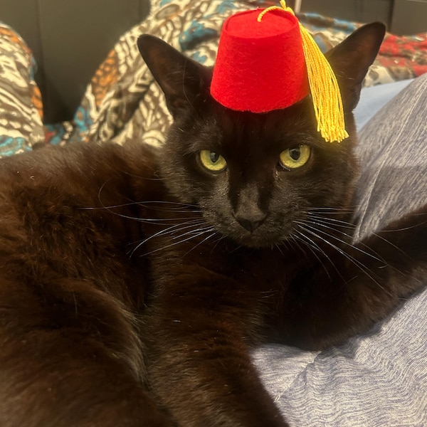 Trooper Cat Hat for Your Cat, Ranger Hat for Your Cat - Etsy