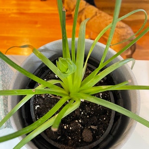 Cleistocactus Tarantula Cactus Cleistocactus Winteri Golden - Etsy