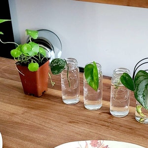 Hydrocotyle Vulgaris Copper Coin Plant, Chinese Coin Plant Marsh ...