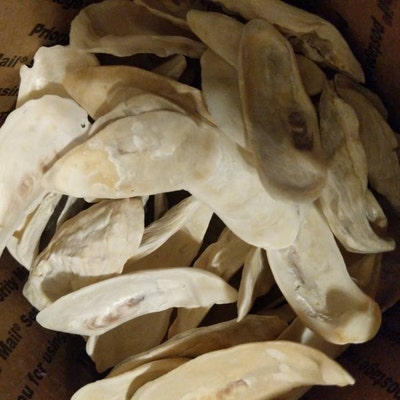 Oyster Shell Cluster Beach Decor Beach Wedding Nautical - Etsy