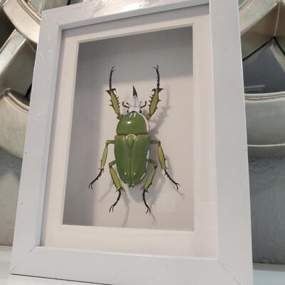 Glass Stag Beetle, Lucanidae, Hand Blown Glass Insect Lampwork Figurine ...