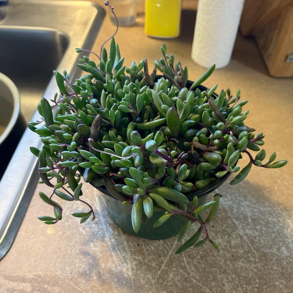 Ruby Necklace, String of Rubies, Little Pickles, Othonna Capensis ...