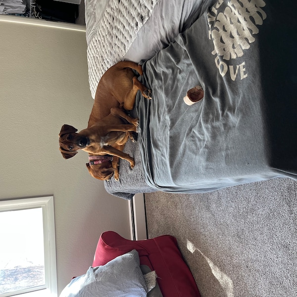 Wooden Elevated Dog Bed Extension - Easy Assembly. No Tools Required - Etsy