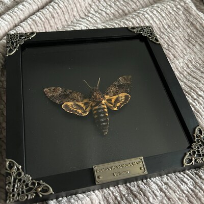 Vintage Framed Blue Carpenter Bee Dried Taxidermy Beetle Bug - Etsy