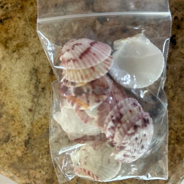 Natural Seashells, Natural Sea Shells, Natural Shells, Craft Seashells ...
