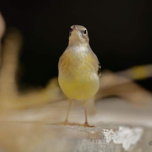 Creating Dolls House Kitchens in 1/12th Scale by Julie Warren Paperback ...