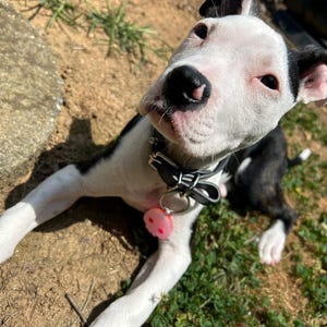 Custom Pet Tag for Dogs and Cats Personalized Weiner Hot Dog Tag Pet ID ...