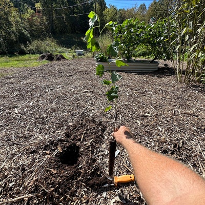 Ninebark physocarpus Opulifolius 3 Pack tubelings - Etsy