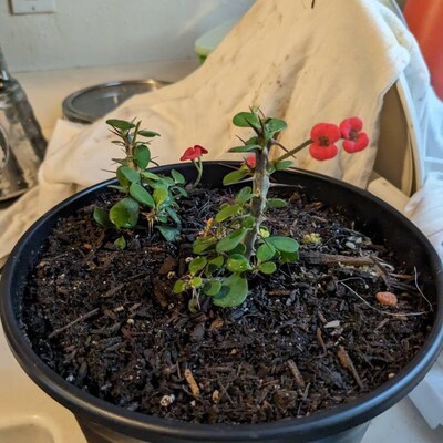 Dwarf Crown of Thorns Red Form euphorbia Milii Imperatae - Etsy