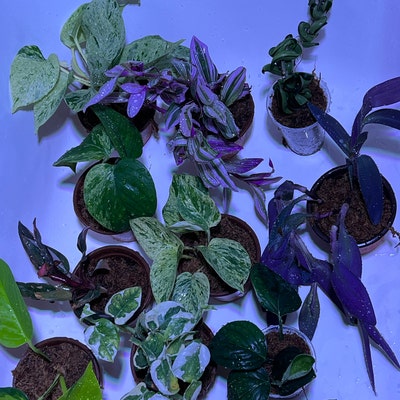 Philodendron Silver Sword Cutting - Etsy