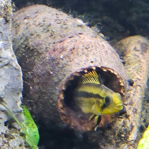 Roly Poly Guacamole Unisex Jersey Short Sleeve Tee Isopod - Etsy