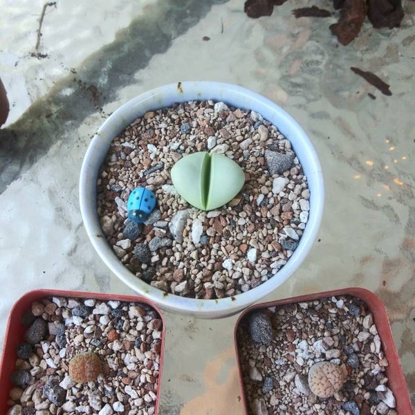 Limited Rare Lithop Succulent Gibbaeum Heathii / Lithops Living Stone ...