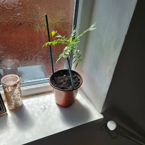 Organic Emperor Lychee Live Plant Litchi Chinensis 1 Live Plant Hybrid ...