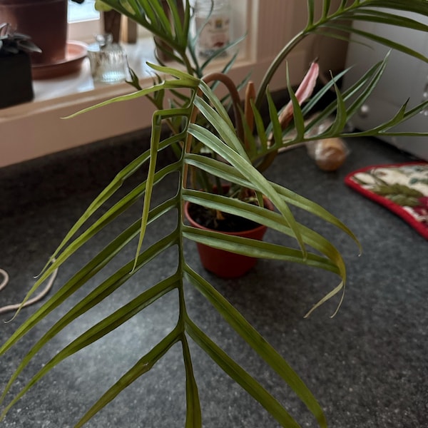 Philodendron Tortum (rare Plant) - Live Indoor Houseplant – Easy Care ...