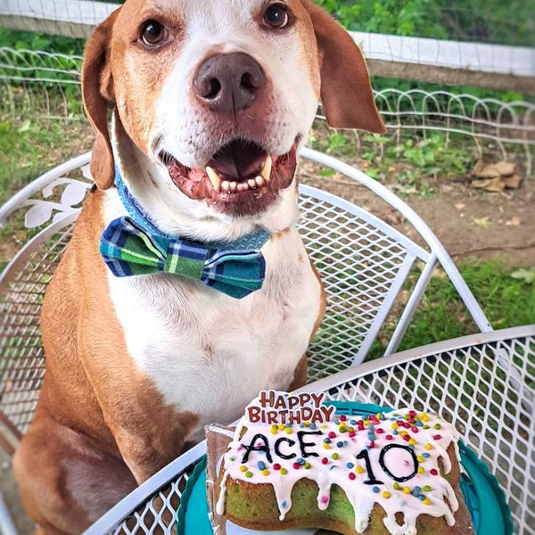 CUSTOMIZABLE Dog Bone MINI Birthday Cake Smash Party Hat / Headband in ...