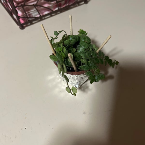 String of Turtles, Peperomia Prostrata, Turtle Vine, Trailing House ...