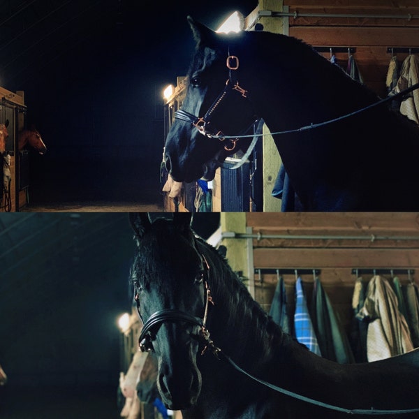 Leather Halter Rose Gold, Black Head Collar Horse, Show Halter Rose ...