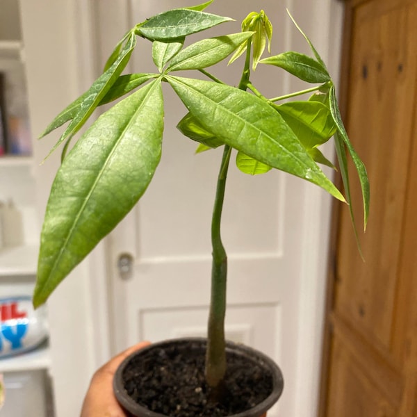 Money Tree Sprouts - Rooted in 4" Pots - Etsy