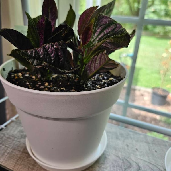 Purple Persian Shield Starter House Plants FREE SHIPPING - Etsy