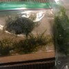 2x2 Inch Portion of Subwassertang Moss Live Aquarium Plants Free S/h ...