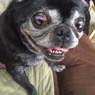 Standoff at Walnut Caramel Chew Pug Art Chocolate and Pugs - Etsy