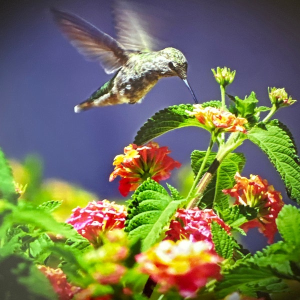 Japanese Maple Leaves Photograph Maple Leaves Print Leaves Wall Art ...