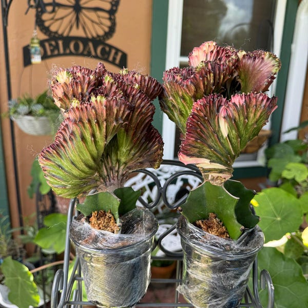 Euphorbia Lactea Cristata Red - Coral Cactus Pot 4” Indoor Plants ...