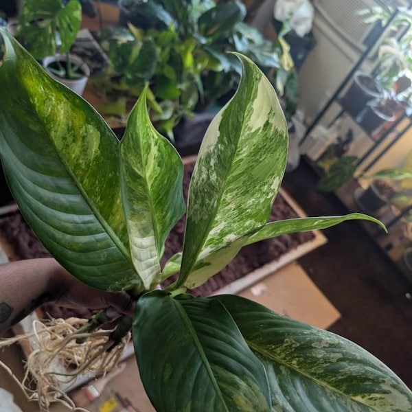 Monstera Deliciosa "thai Constellation" Variegated SM-MD 2-3 Leaf ...