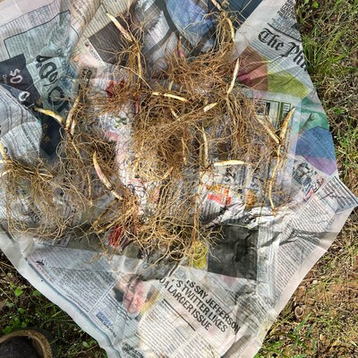 3/ Live BARE Root Hosta free Spirit Starter Plants. Lavender Blooms ...