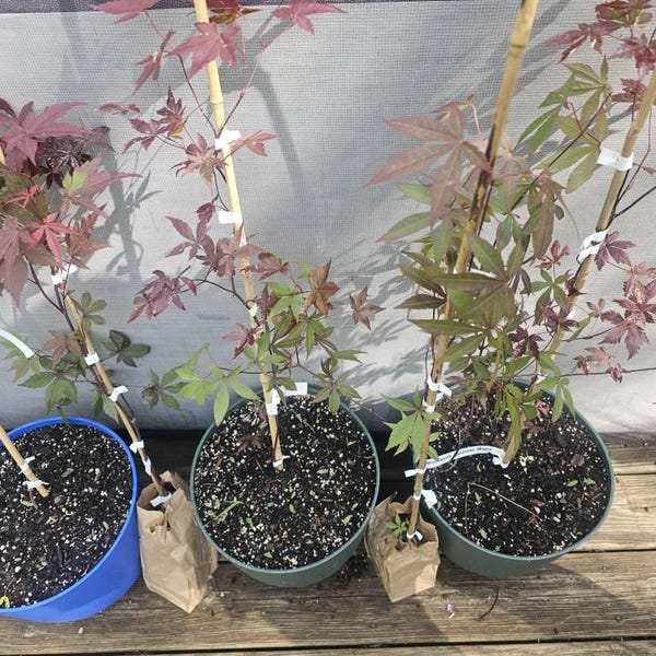 Bloodgood Japanese Maple 18/24" in an ABP Container - Etsy