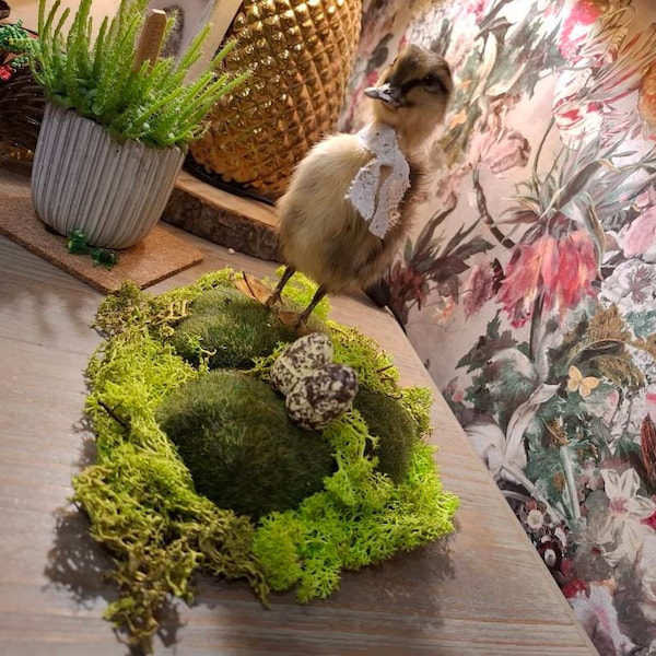 Real Little Yellow Duck Specimen Collectibles Study, Special Gifts Kids ...