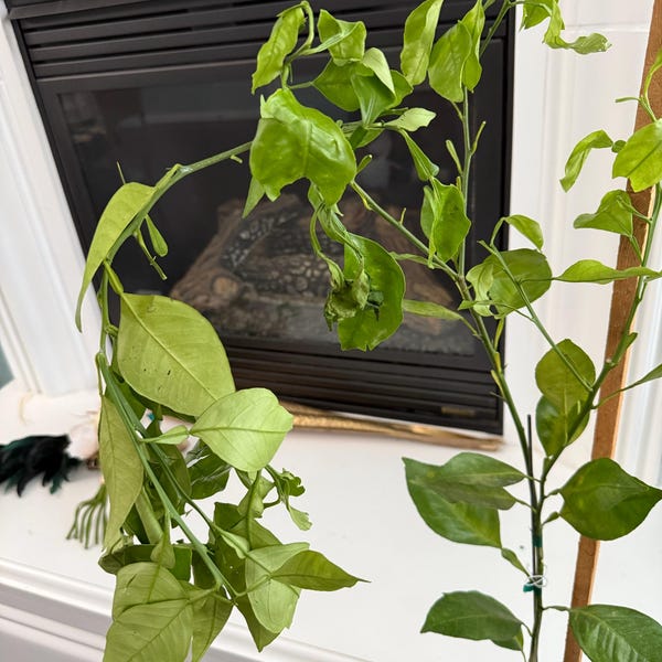 Australian Red Pulp Finger Lime Tree Please Read Description* - Etsy