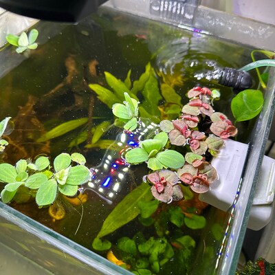 Combo 5 Dwarf Water Lettuce 5 Red Root Floaters Live Floating Aquatic ...
