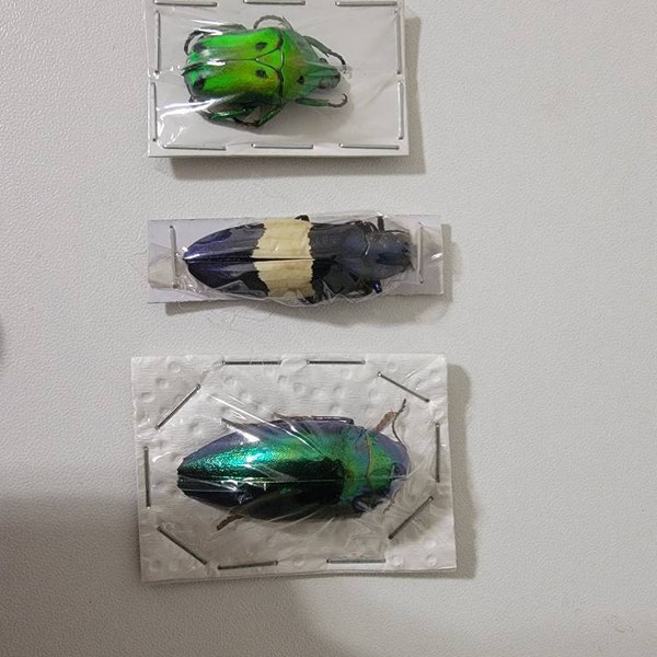 REAL Assorted Bugs and Beetles! Cool Insect Species From Around the ...
