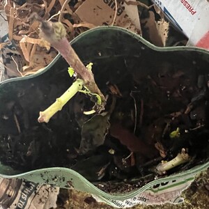 TURKEY Fertilizer AND Water Soluble 20-20-20 BOTH for This - Etsy