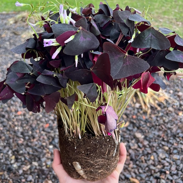 5 Hardy Perennial Oxalis Triangularis (purple Shamrock) Bulbs Very Easy ...