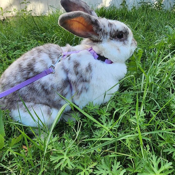 Rabbit Harness and Extra-long Leash - Etsy