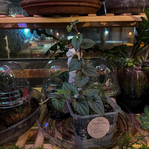 Piper Silver Flecks 4”pot (ALL PLANTS Require You to Purchase 2 Plants ...