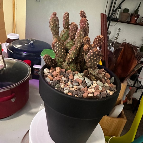 Mini Cinnamon Cactus, Opuntia Rufida Minima, Rare Cactus, Small ...